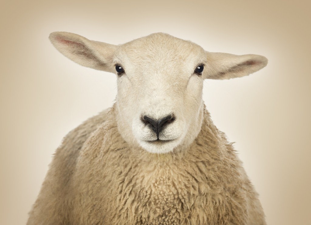 What Did Jesus Call Me? A Meditation on the Gospel for Good Shepherd ...