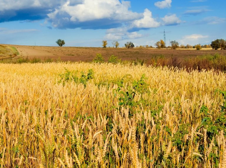 The Wheat and the Tares - Community in Mission